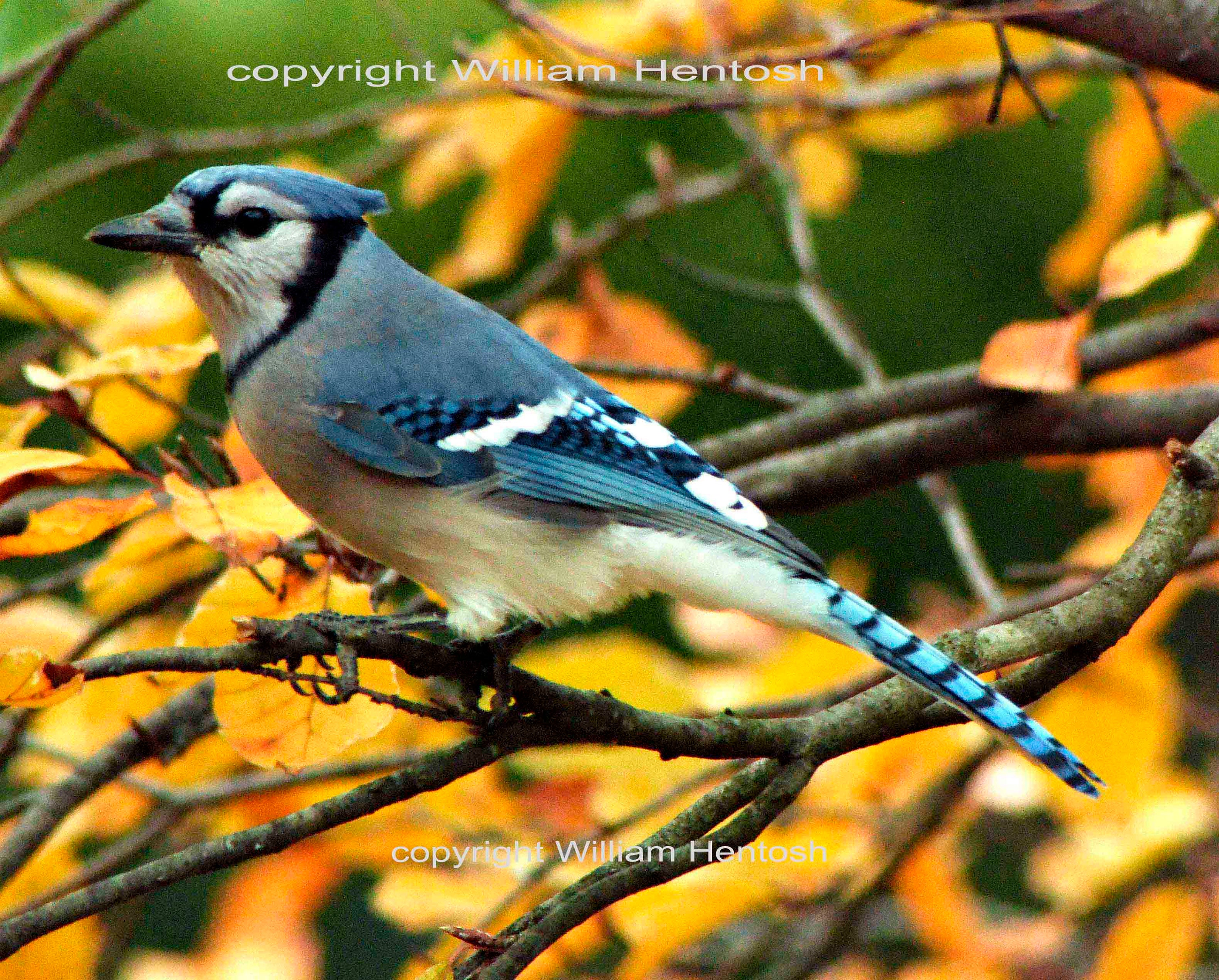 Blue Jay, Photography, Bluejay, Print, Available in Two Seasons, Spring ...