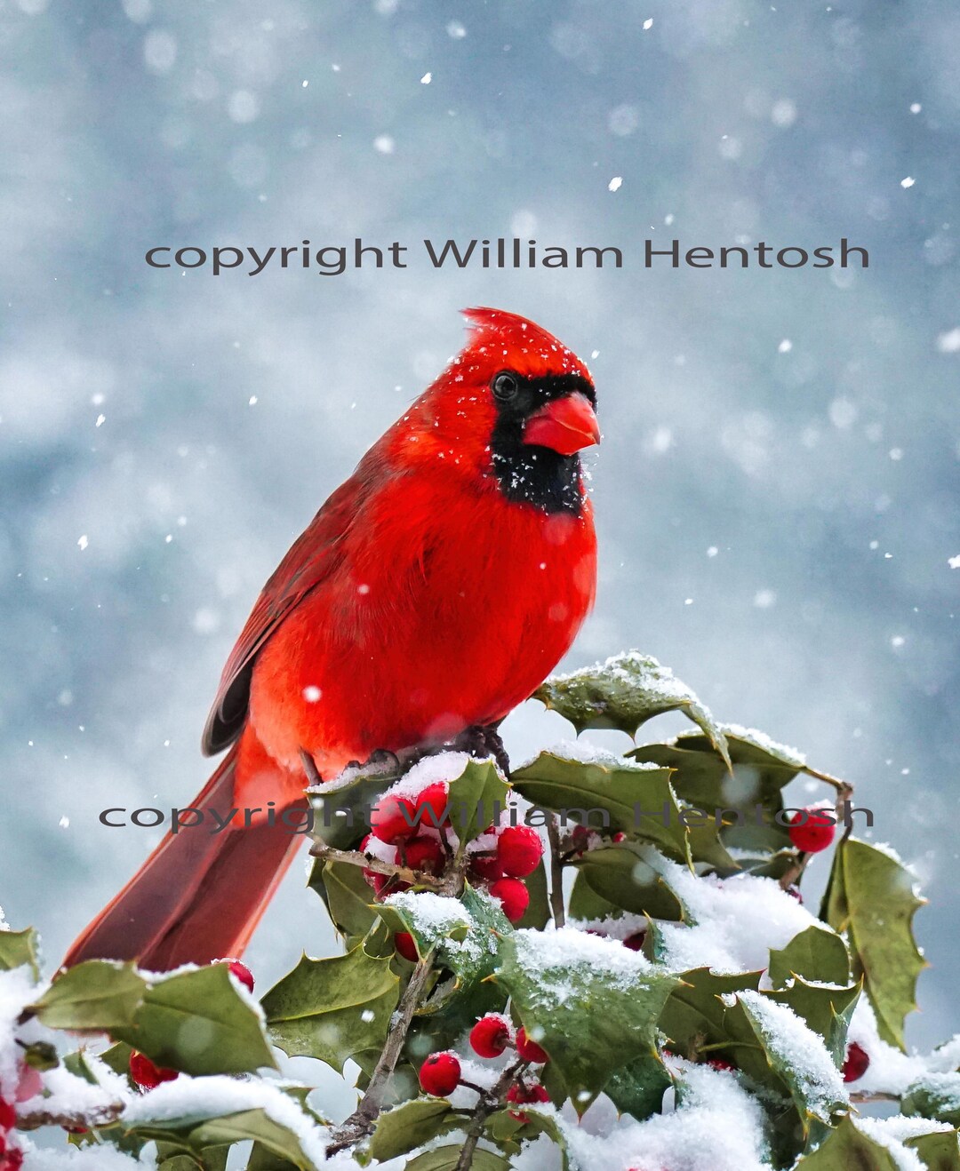 Cardinal, Photography, Print for Framing, Male ,northern Cardinal ...