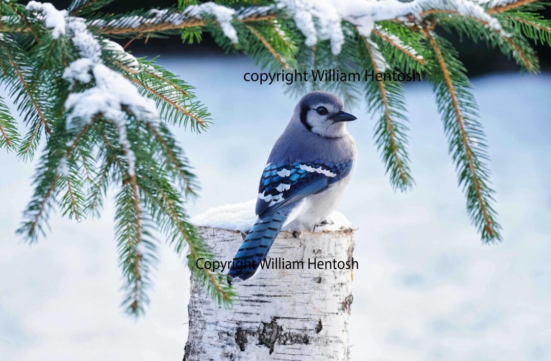 Blue Jay, in Winter Snow ,photography, Print, Bluejay,, Fine Art, Bird ...