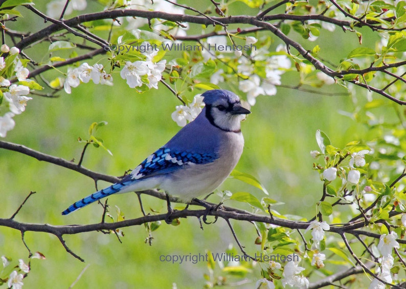 Blue Jay, Photography, Bluejay, Print, Available in Two Seasons, Spring ...