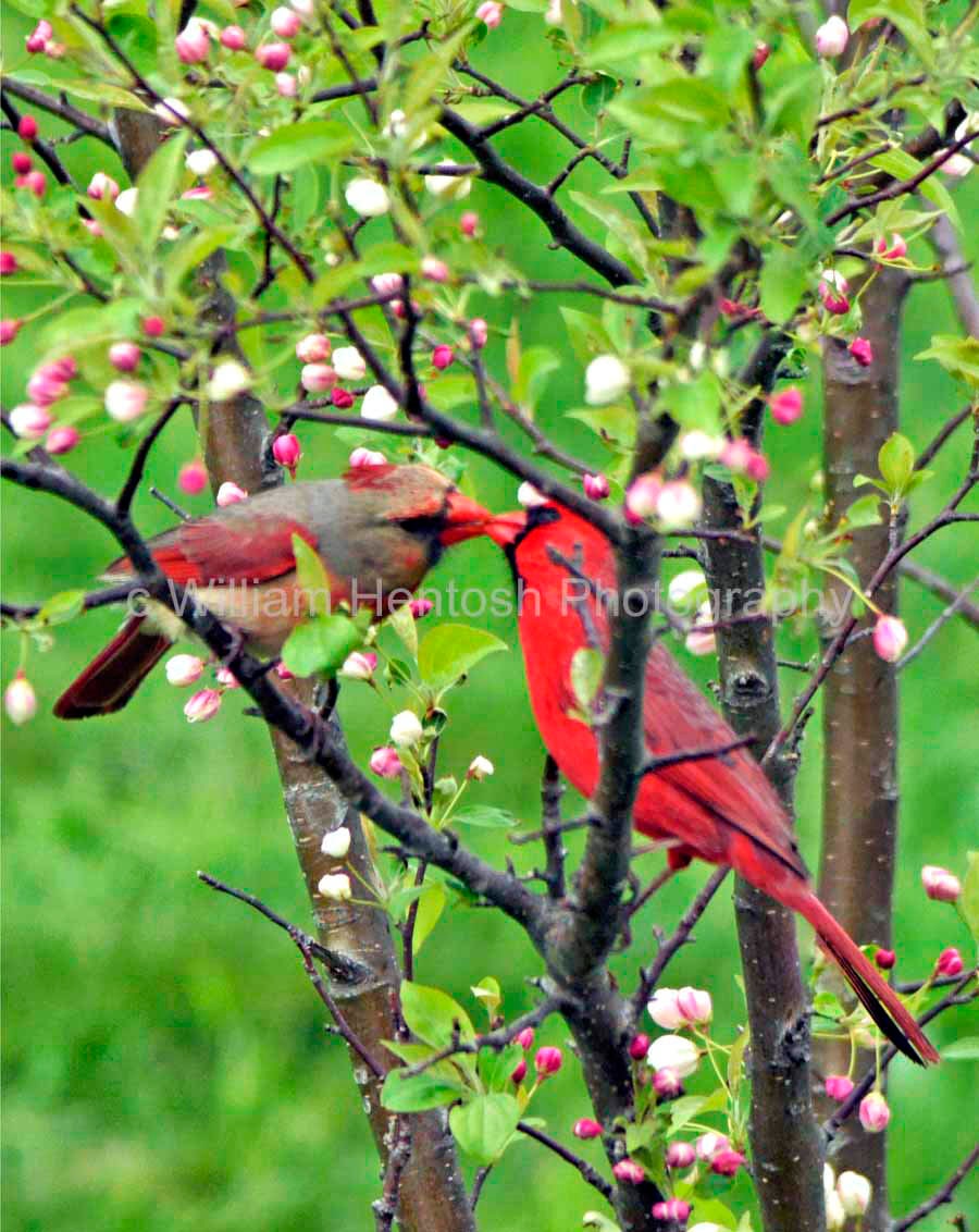 Cardinal, Photography, Cardinal Pair, Male and Female Cardinals, Spring ...