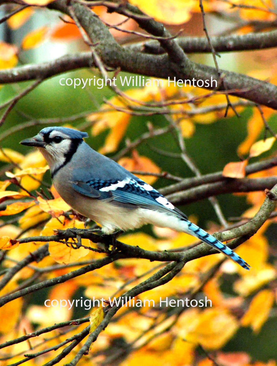 Blue Jay, Autumn Nature Setting, Photography, Blue Jays, Photo, Bird ...