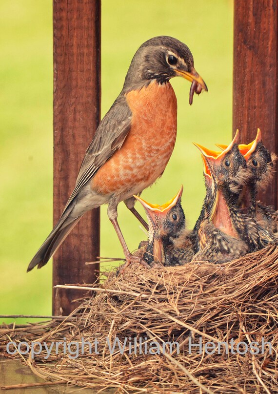 Baby Robin In Nest