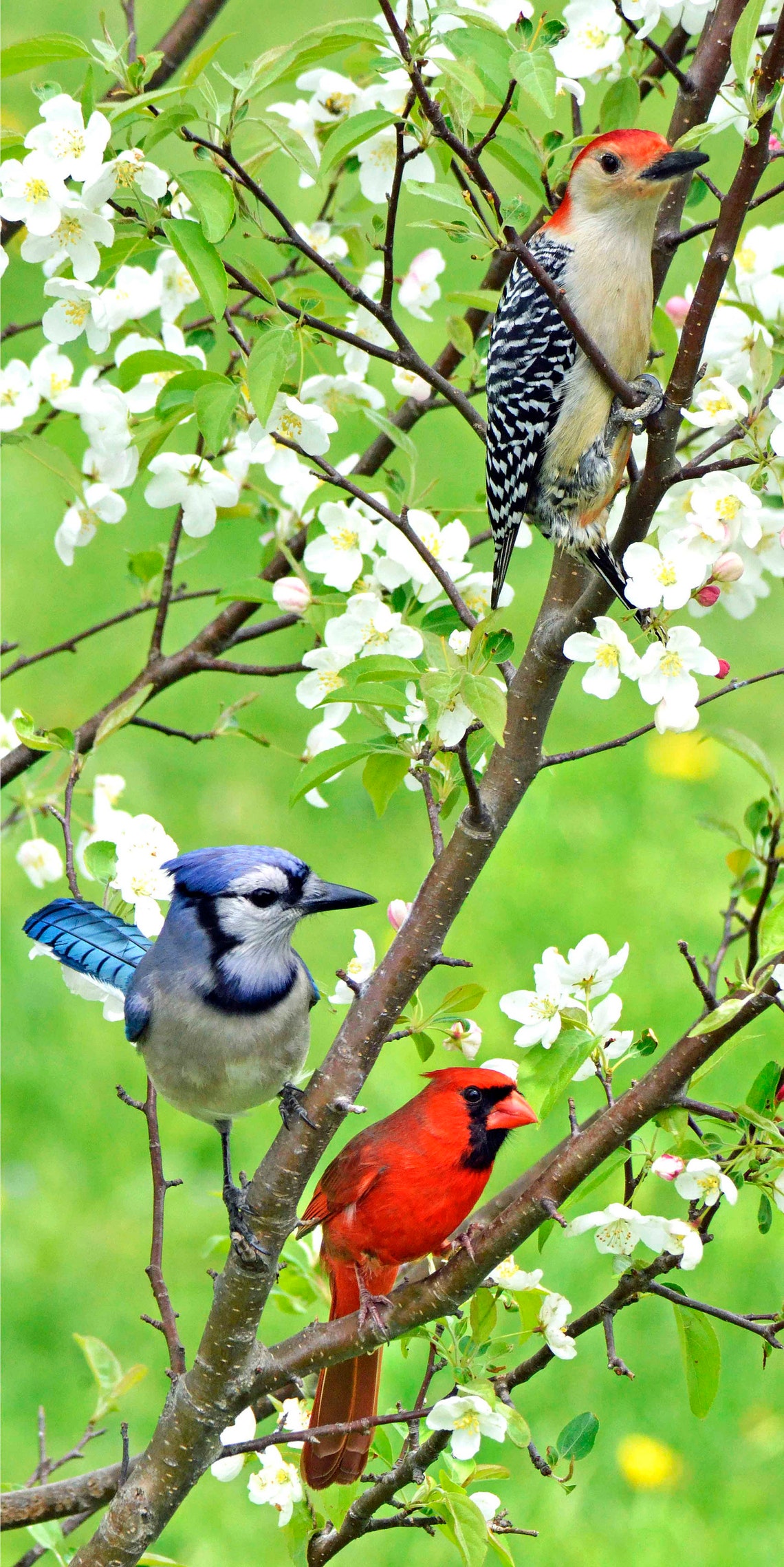 Cardinal, blue jay, & panoramic size with red bellied woodpecker ...