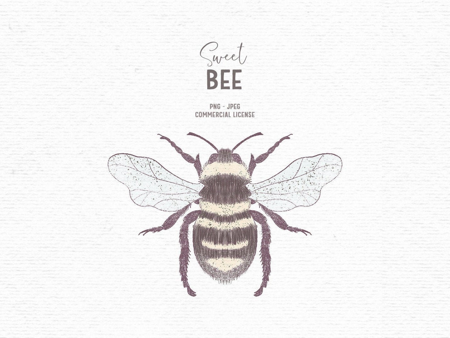 Vintage Honey Bee Graphic