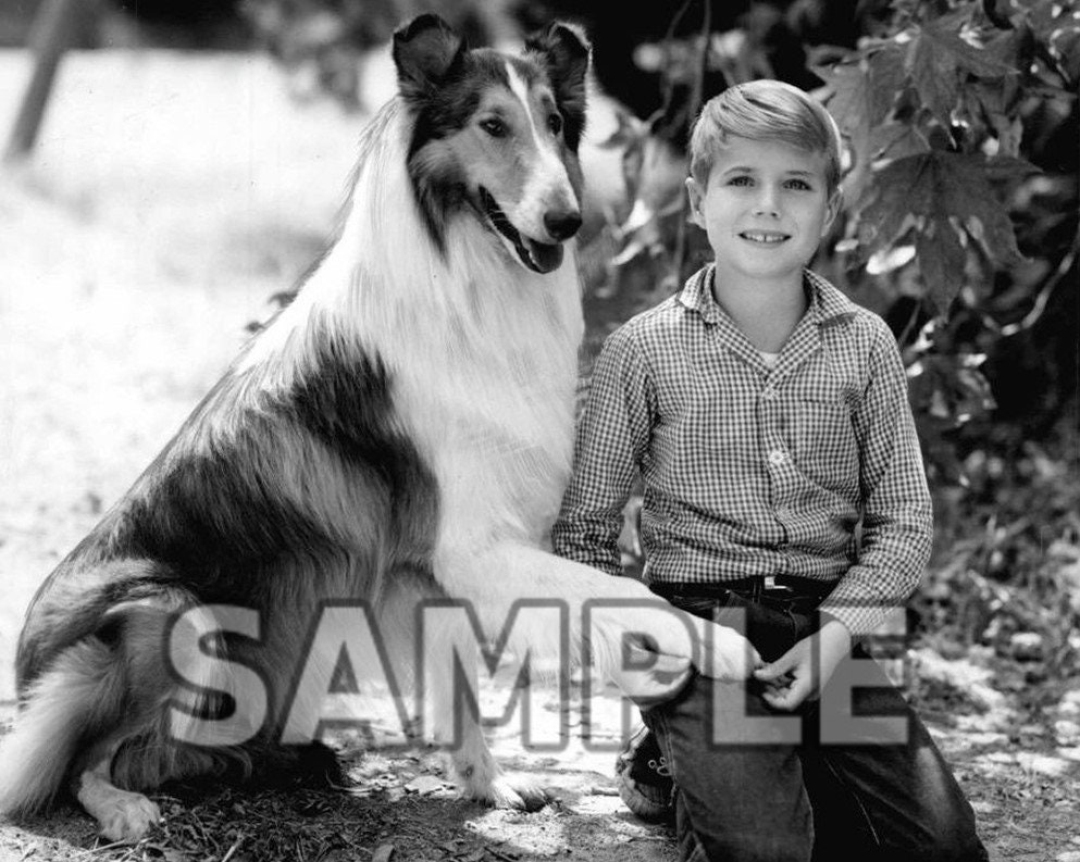 Lassie Timmy Martin