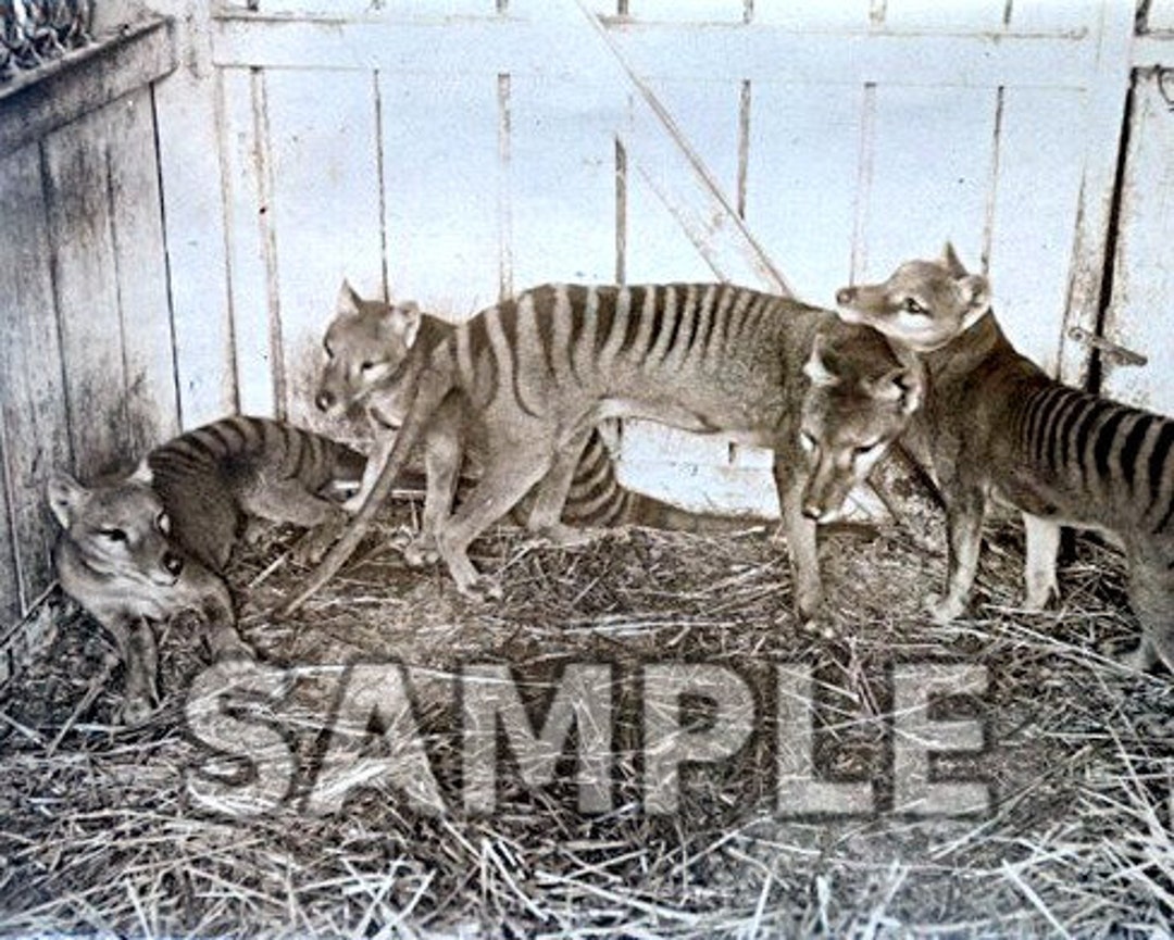 8x10 Photo Extinct Thylacine 2 AKA Tasmanian Tiger or Wolf - Etsy