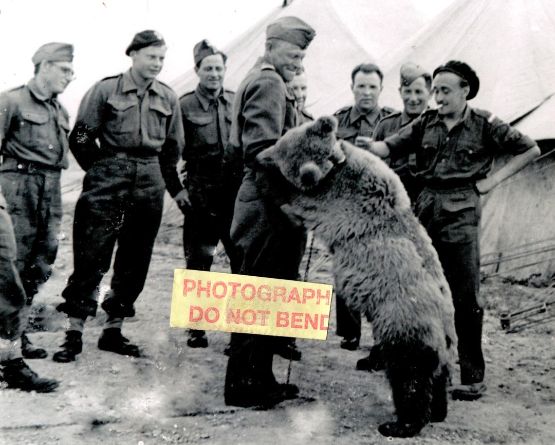 8x10 Photo Wojtek 3 the Polish WW2 Bear Circa 1943 - Etsy