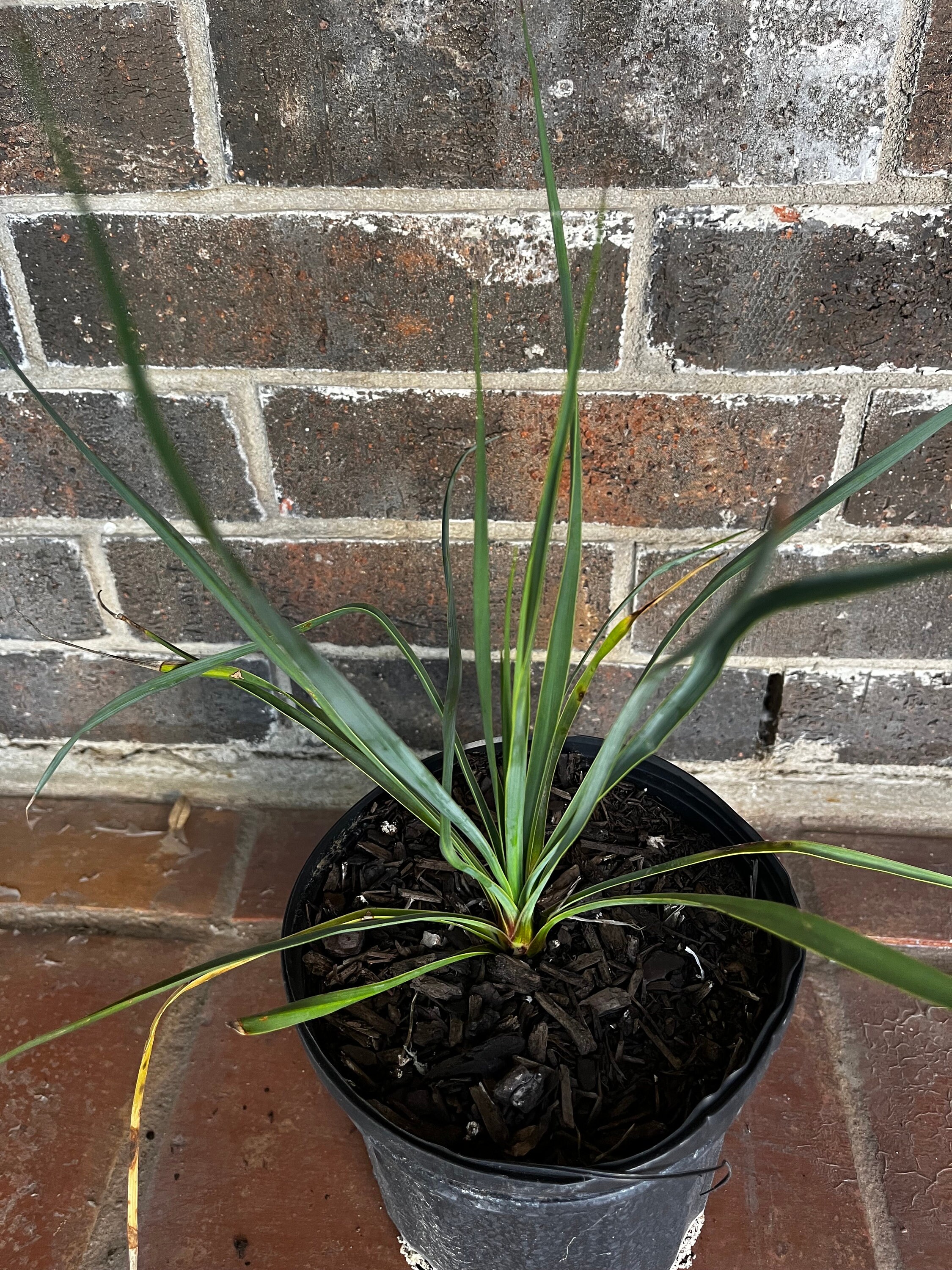 Yucca Rostrata beaked Yucca 1 Gallon Cold Hardy Plant - Etsy