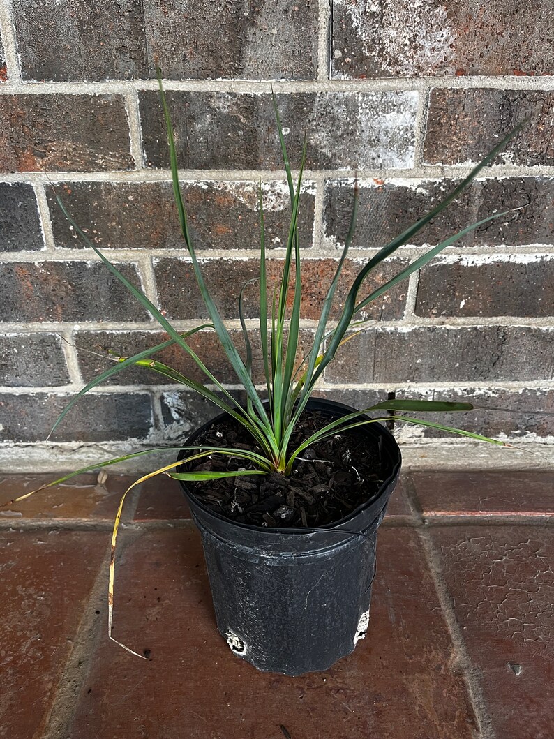 Yucca Rostrata beaked Yucca 1 Gallon Cold Hardy Plant - Etsy