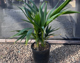 Kentia Palm Plant in 10 Pot, 60 Tall, Tropical, Howea Forsteriana ...