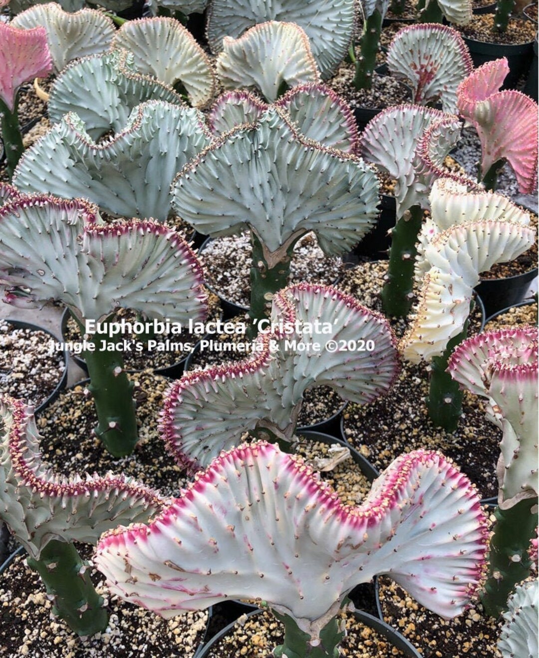 Coral Cactus, Euphorbia Lactea 'cristata" - Etsy