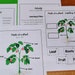 Parts of a Plant Printable Mini Unit, Kindergarten Science Curriculum ...