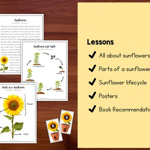 Sunflower Unit Study, Sunflower Lifecycle, Parts of Sunflower ...