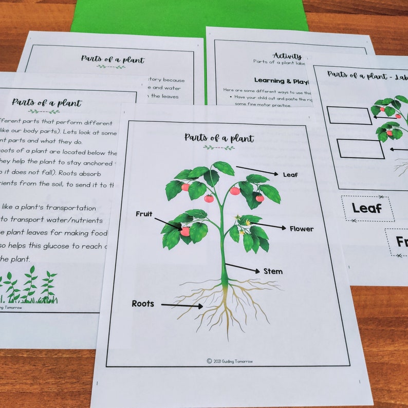 All About Plants Homeschool Unit Study Printable, Kindergarten ...
