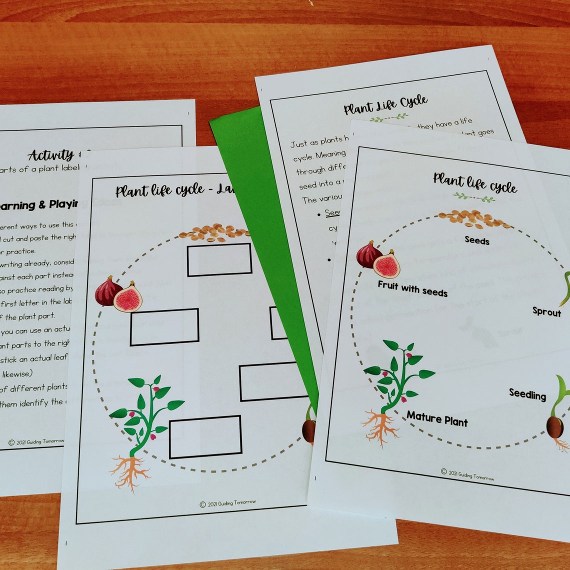 Plant Life Cycle Printable Worksheet, Kindergarten Science Curriculum ...