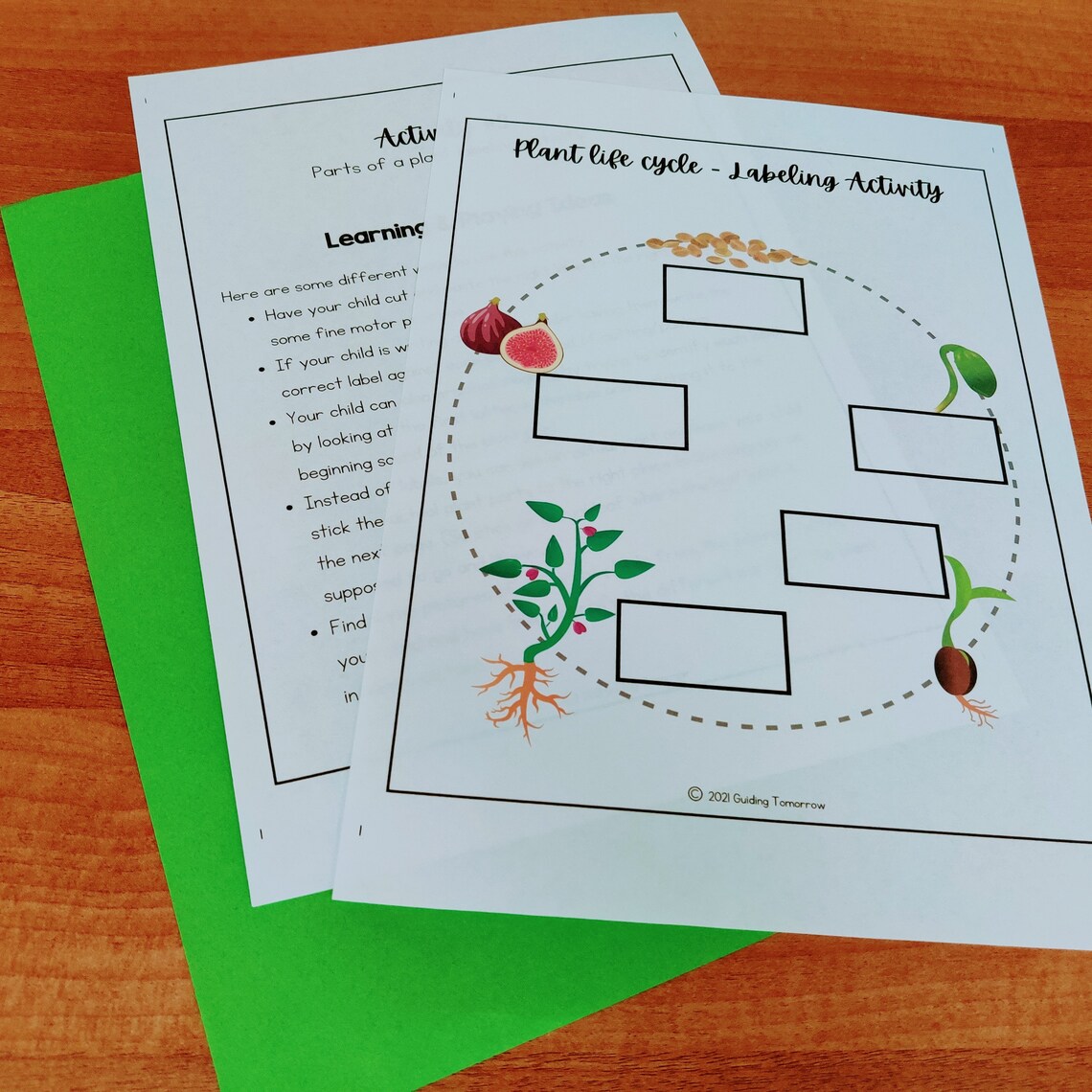 Plant Life Cycle Printable Worksheet, Kindergarten Science Curriculum ...