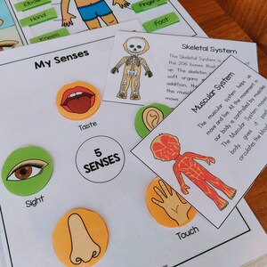 Human Anatomy Printable Busy Book, Anatomy Binder, Kindergarten and ...