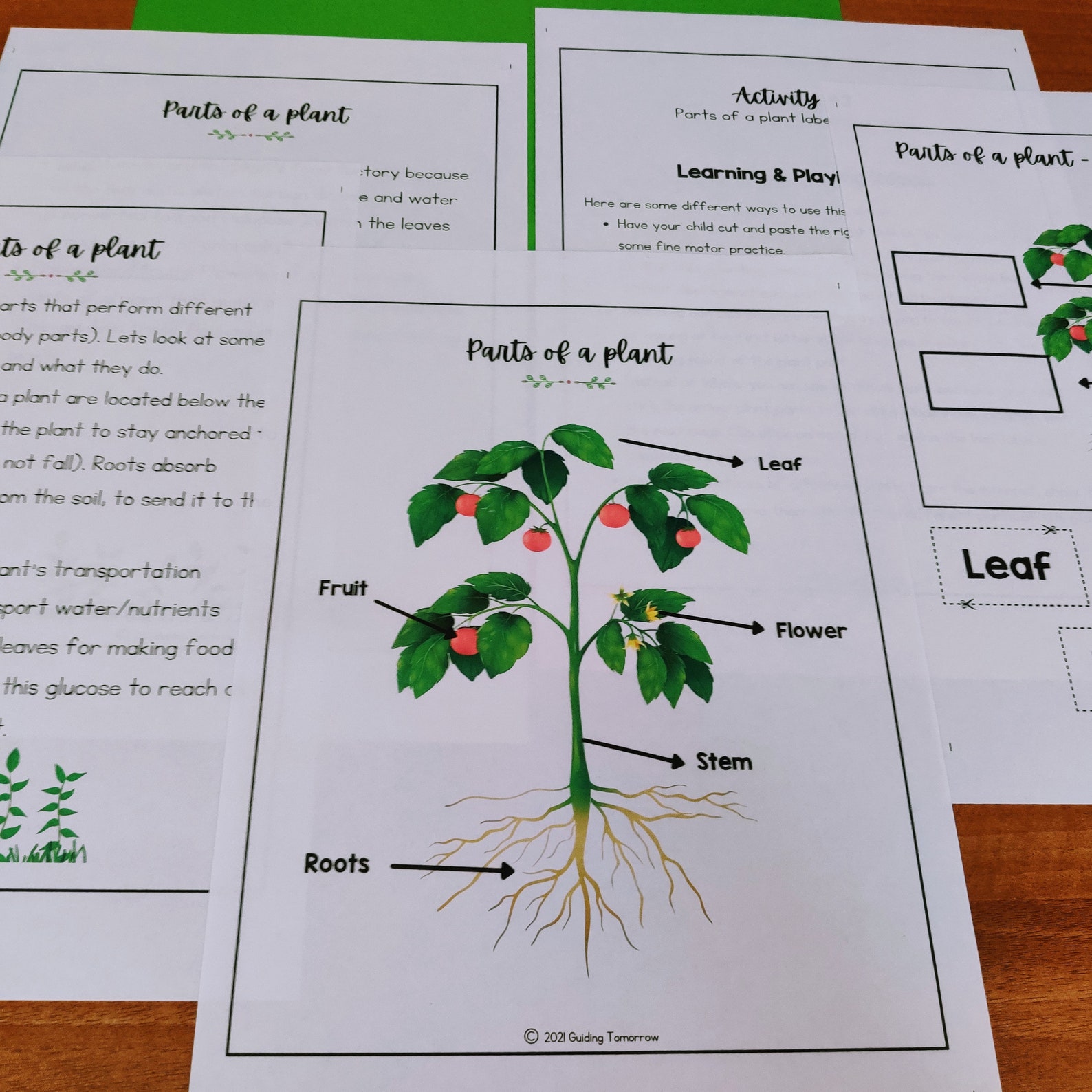 Parts of a Plant Printable Mini Unit, Kindergarten Science Curriculum ...