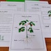 Parts of a Plant Printable Mini Unit, Kindergarten Science Curriculum ...