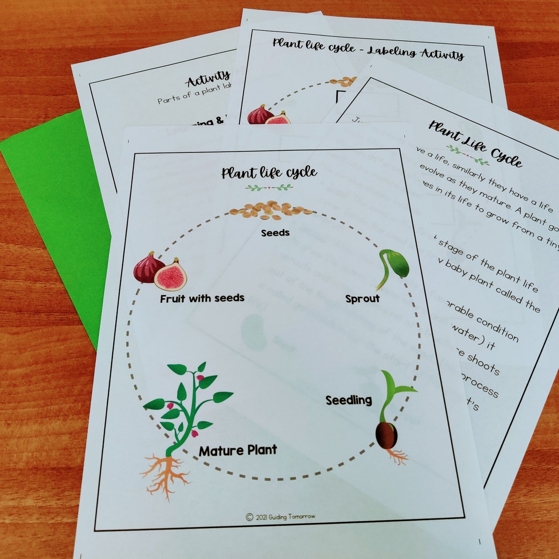 Plant Life Cycle Printable Worksheet, Kindergarten Science Curriculum ...