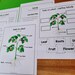Parts of a Plant Printable Mini Unit, Kindergarten Science Curriculum ...