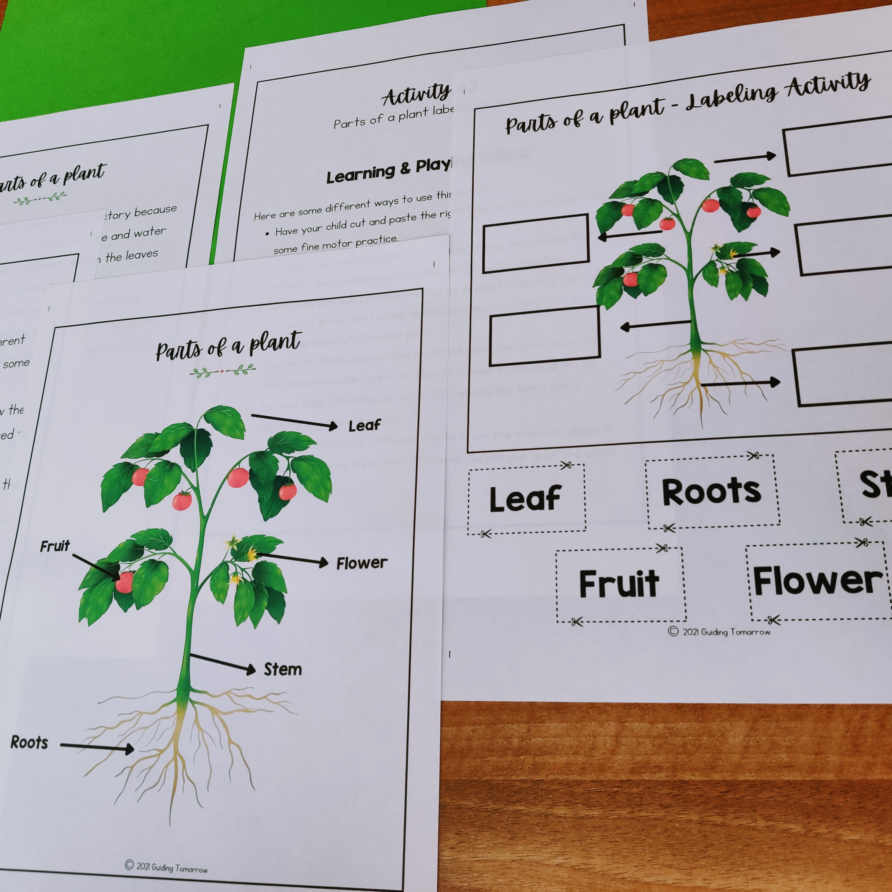 Parts of a Plant Printable Mini Unit, Kindergarten Science Curriculum ...