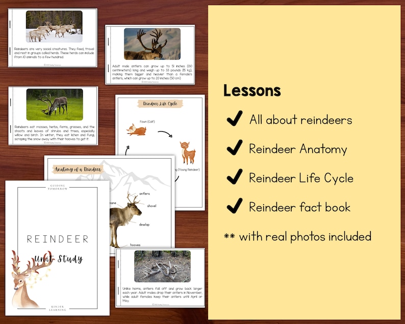 Reindeer Anatomy, Reindeer Lifecycle, Reindeer Unit, Reindeer Lesson ...