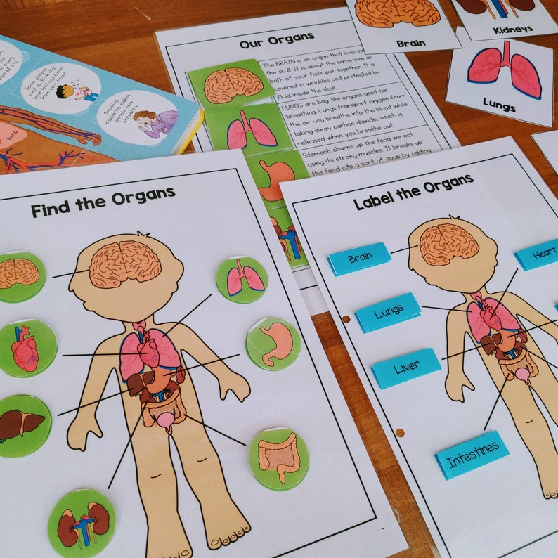Human Body Organs Printable Worksheets, Human Body Busy Book, Human ...