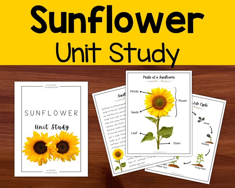 Sunflower Unit Study, Sunflower Lifecycle, Parts of Sunflower ...