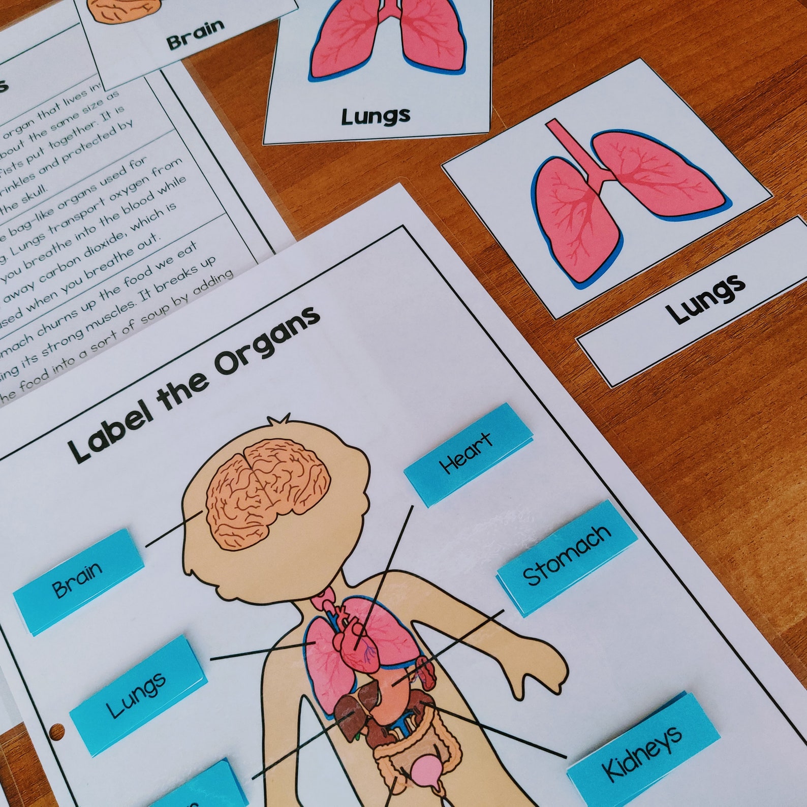 Human Anatomy Printable Busy Book, Anatomy Binder, Kindergarten and ...