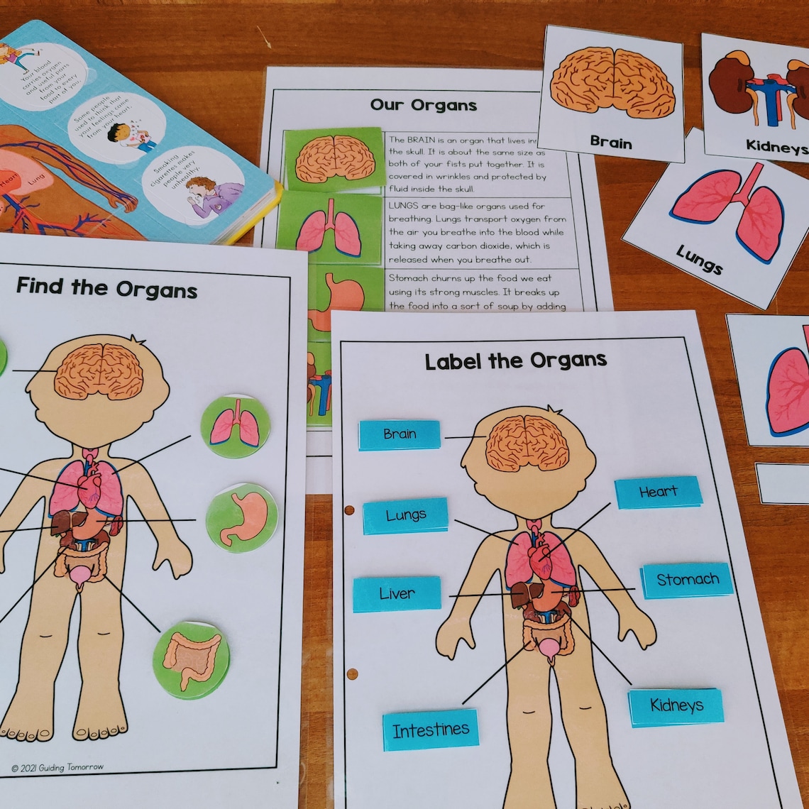 Human Body Organs Printable Worksheets, Human Body Busy Book, Human ...