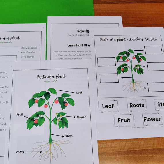 Plant Parts For Kindergarten