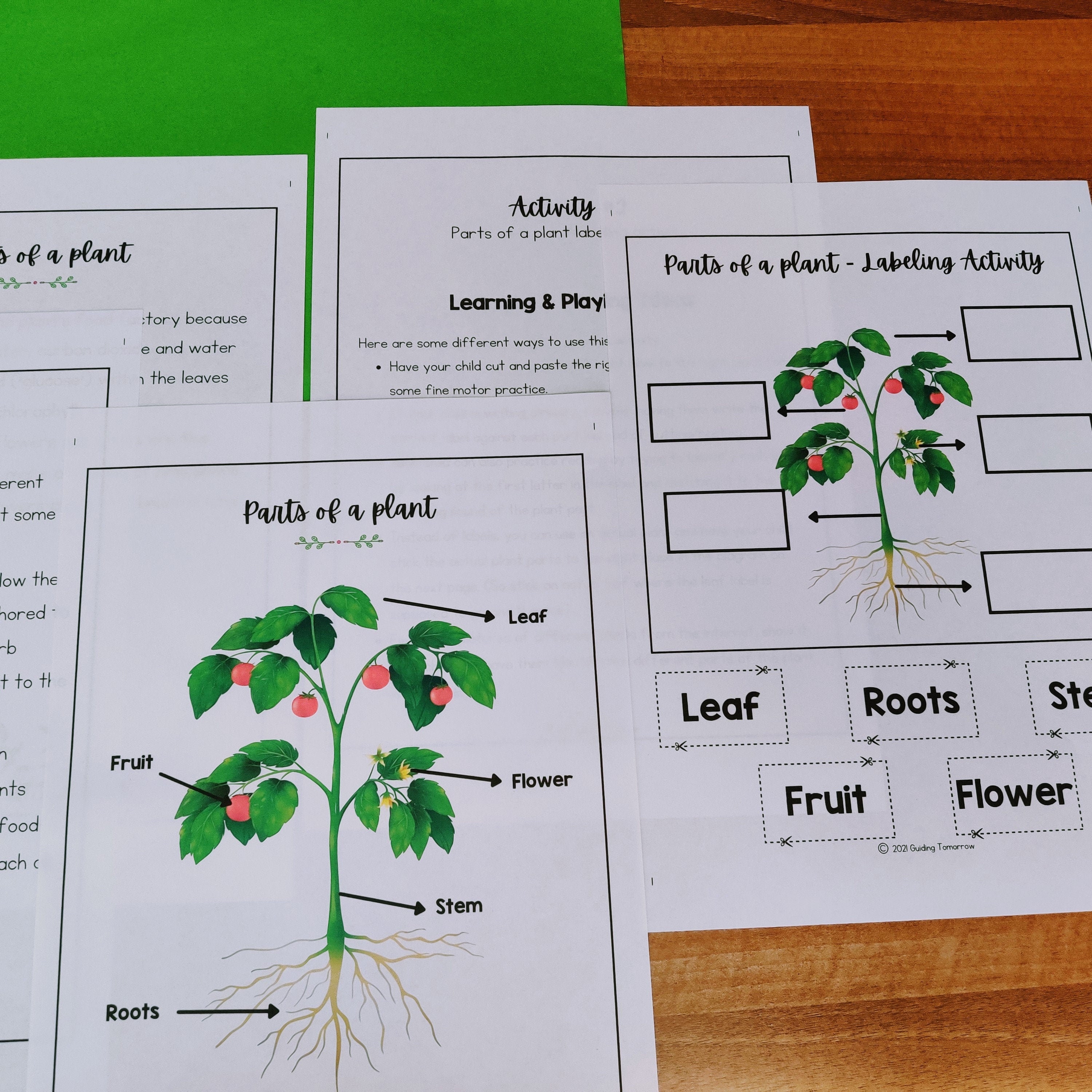 Parts of a Plant Printable Mini Unit, Kindergarten Science Curriculum ...