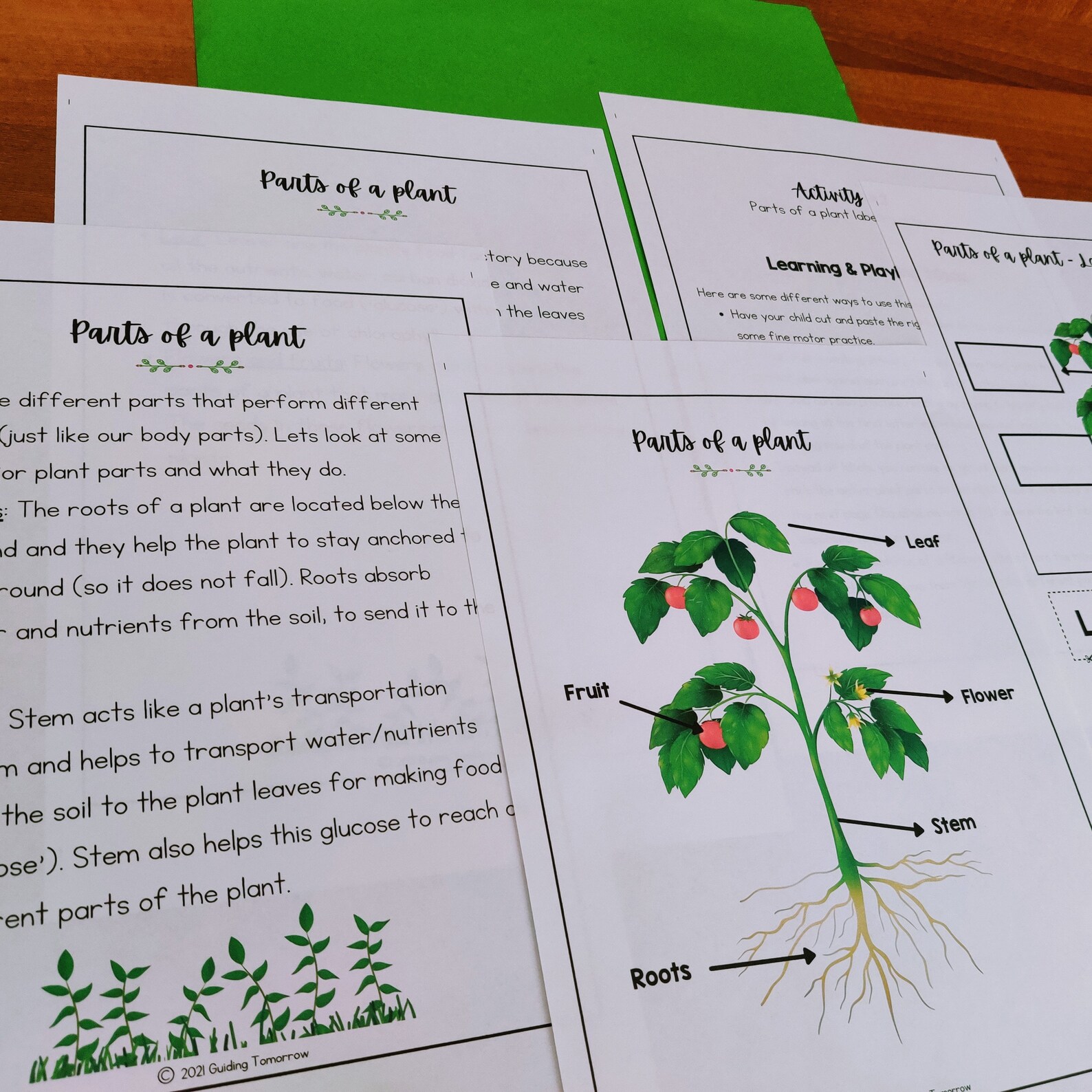 Parts of a Plant Printable Mini Unit, Kindergarten Science Curriculum ...