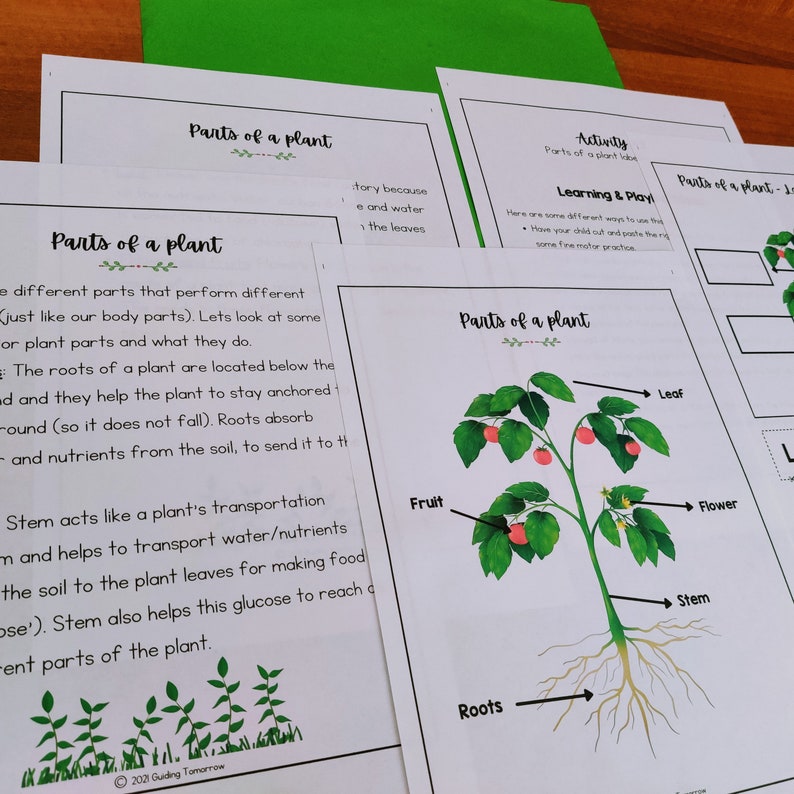 Parts of a Plant Printable Mini Unit, Kindergarten Science Curriculum ...