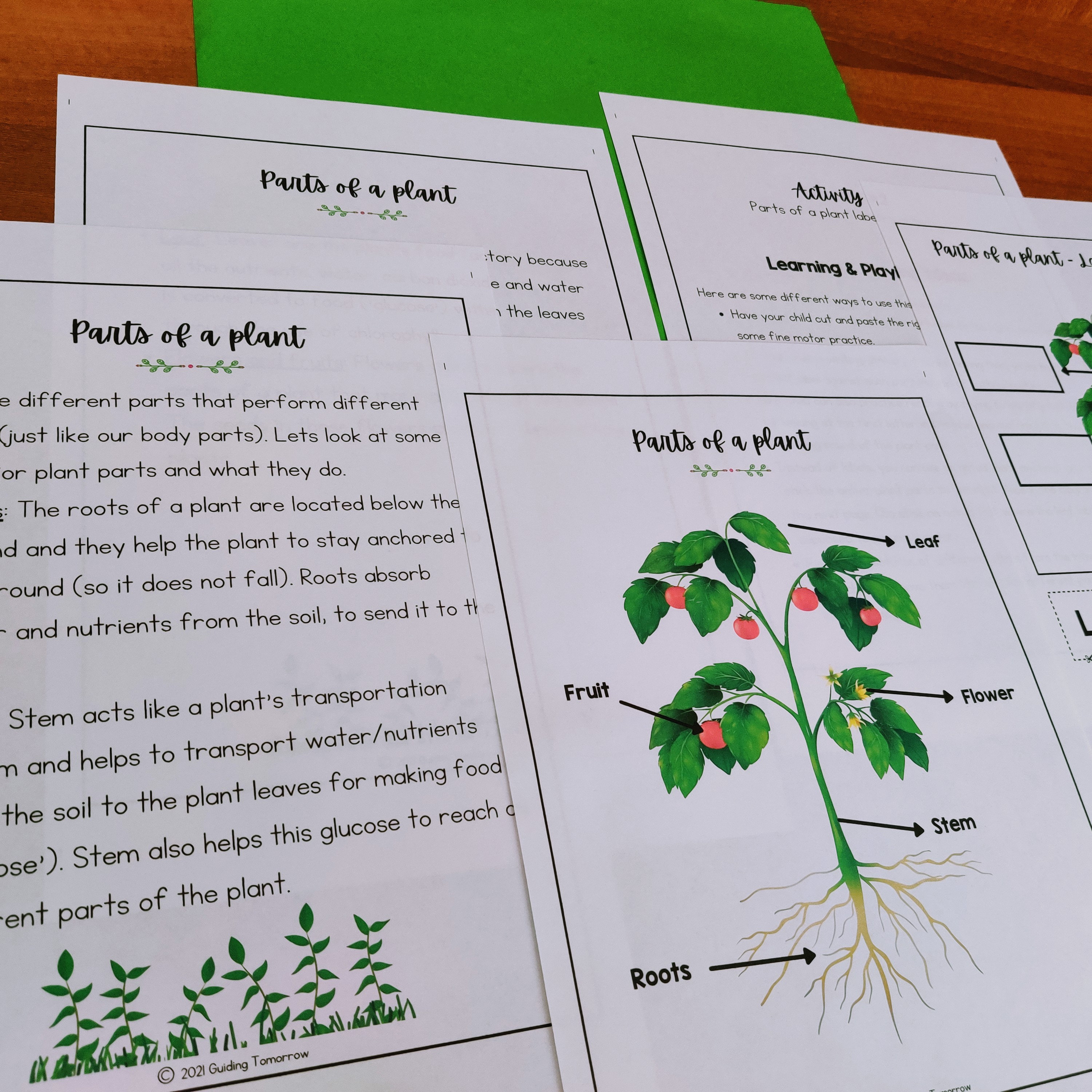 Parts of a Plant Printable Mini Unit, Kindergarten Science Curriculum ...
