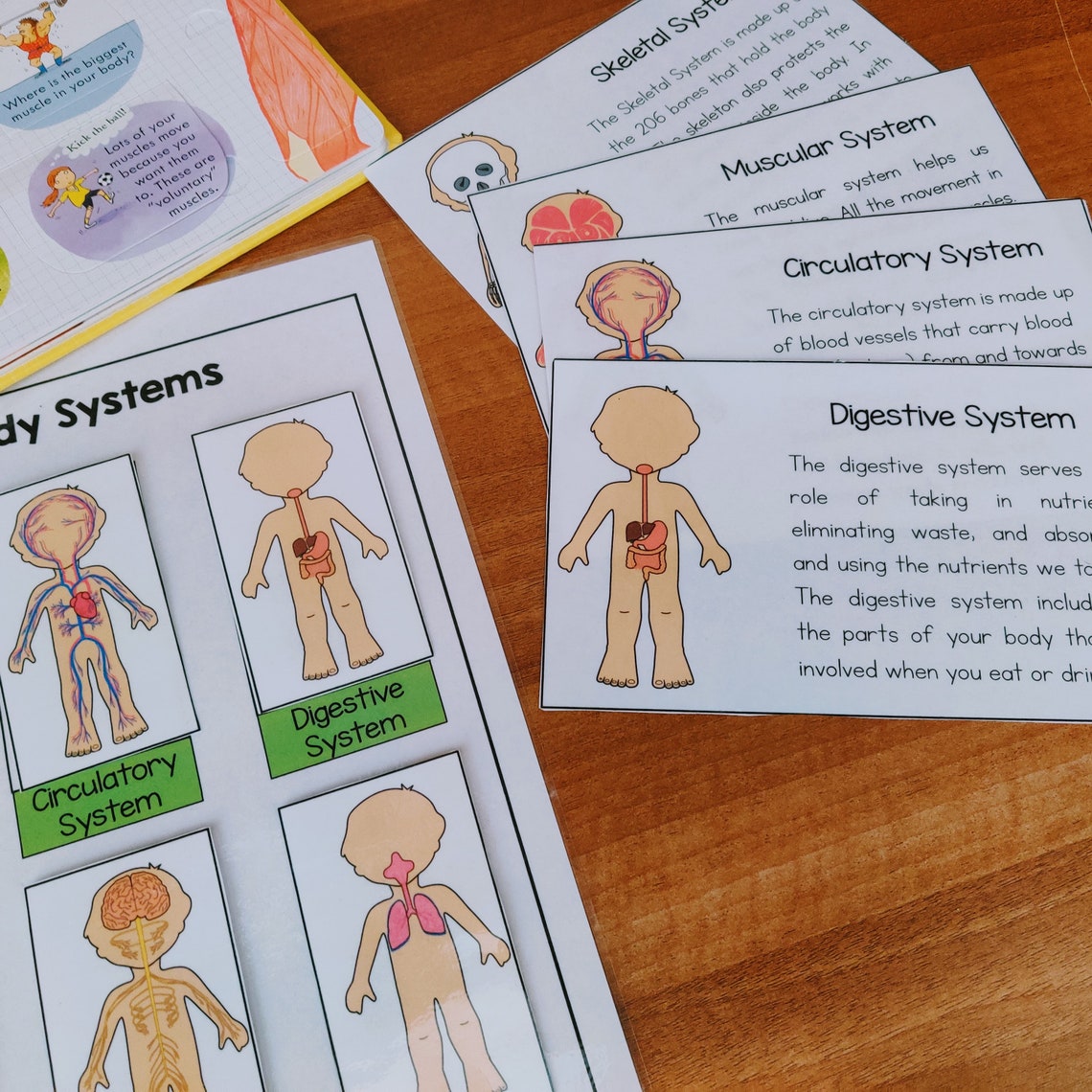 Human Anatomy Printable Busy Book, Anatomy Binder, Kindergarten and ...