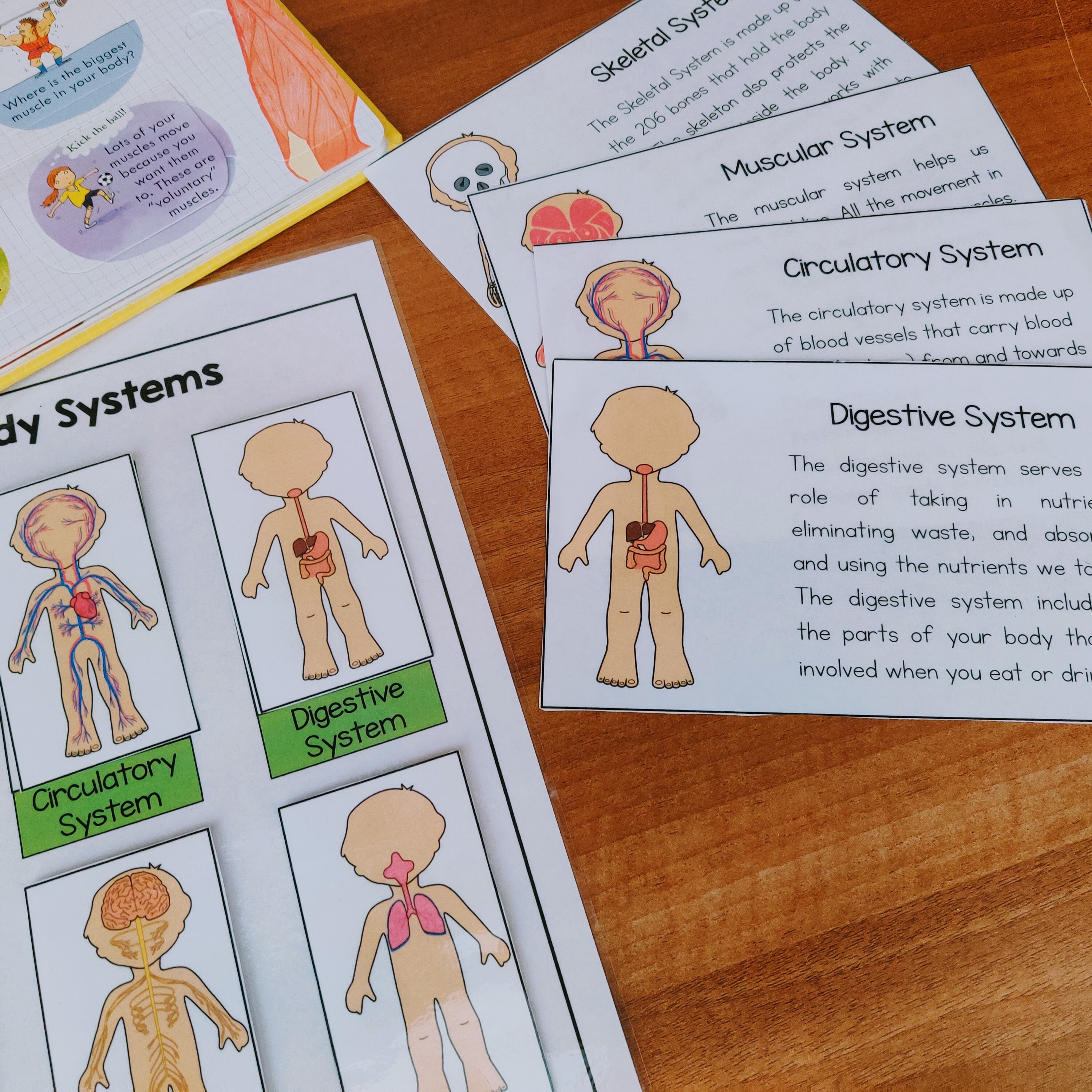 Human Anatomy Printable Busy Book, Anatomy Binder, Kindergarten and ...