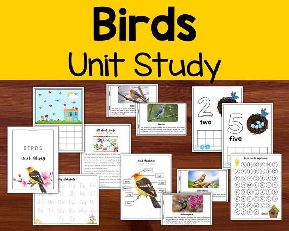 Kindergarten Curriculum All About Birds Homeschool Lesson - Etsy