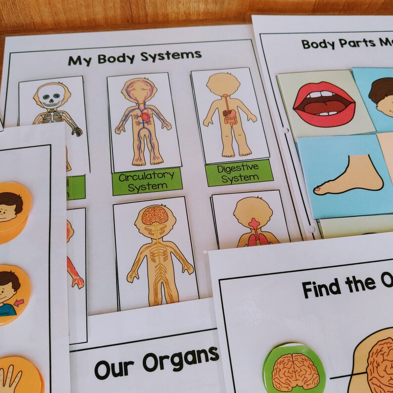 Human Anatomy Printable Busy Book, Anatomy Binder, Kindergarten and ...