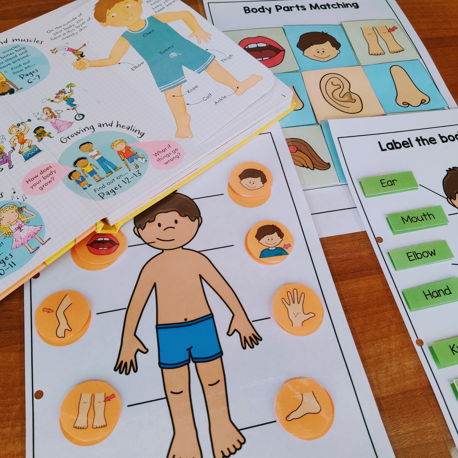 Body Parts Printable Activity, Human Body Busy Book, Body Parts ...