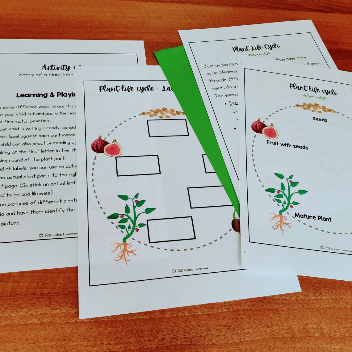 Plant Life Cycle Printable Worksheet, Kindergarten Science Curriculum ...