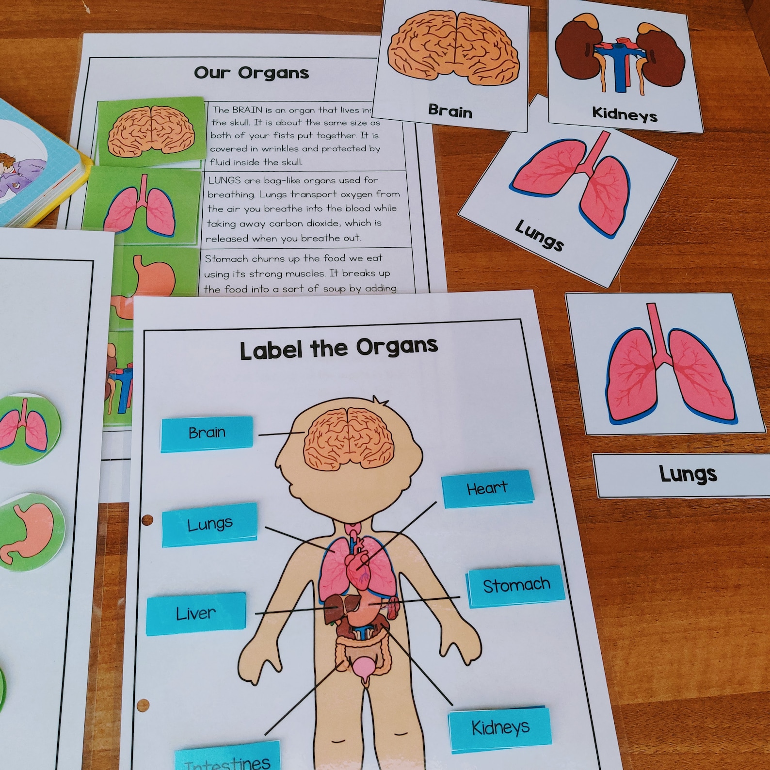 Human Body Organs Printable Worksheets, Human Body Busy Book, Human ...