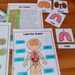 Human Body Organs Printable Worksheets, Human Body Busy Book, Human ...