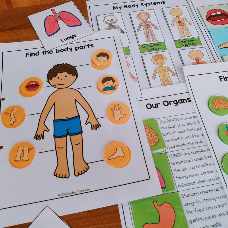 Human Anatomy Printable Busy Book, Anatomy Binder, Kindergarten and ...