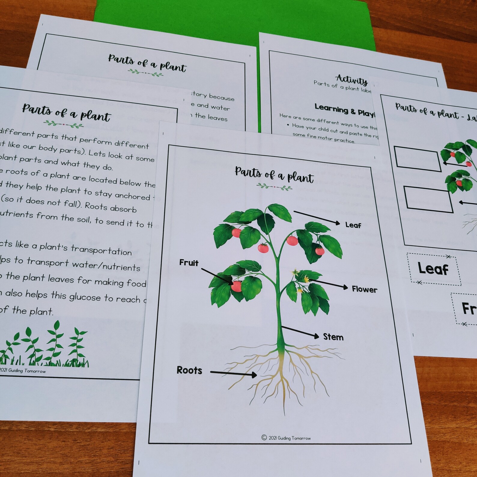 Parts of a Plant Printable Mini Unit, Kindergarten Science Curriculum ...