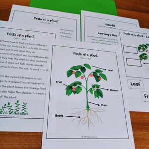 Parts of a Plant Printable Mini Unit, Kindergarten Science Curriculum ...