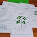 Parts of a Plant Printable Mini Unit, Kindergarten Science Curriculum ...