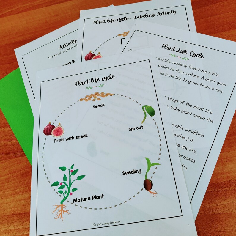Plant Life Cycle Printable Worksheet, Kindergarten Science Curriculum ...
